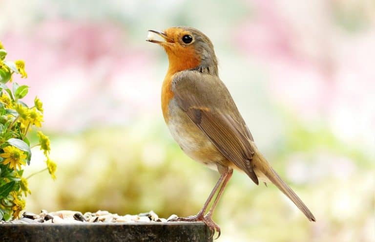The 3 Best Bird Foods For Robins - Pets Gal