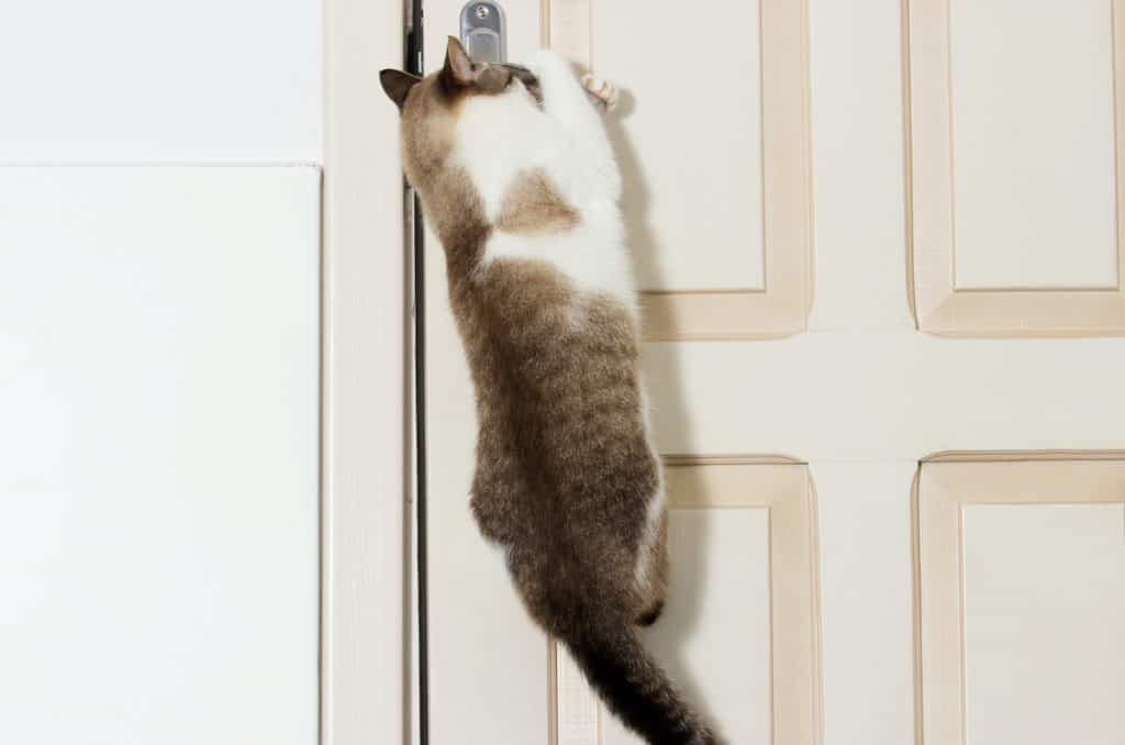 Can Cats Open Doors? - What You Need To Know - Pets Gal