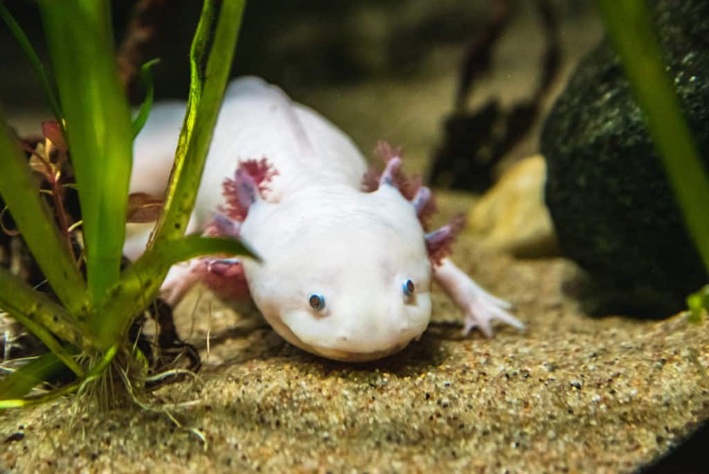 Can Axolotls Live With Fish? - Pets Gal