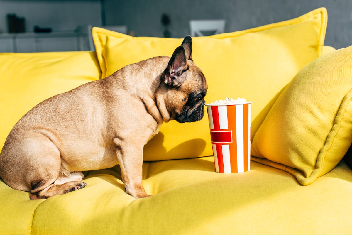My Dog Ate Popcorn Kernels – What To Do - Pets Gal