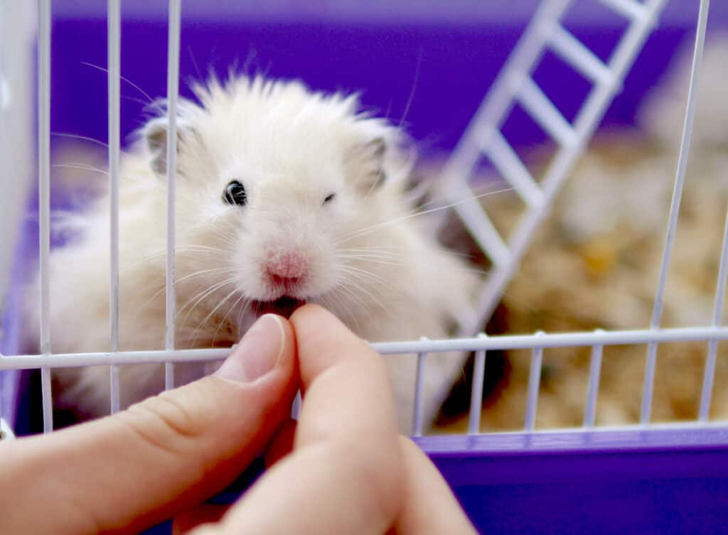 Can Hamsters Eat Bacon? - Pets Gal