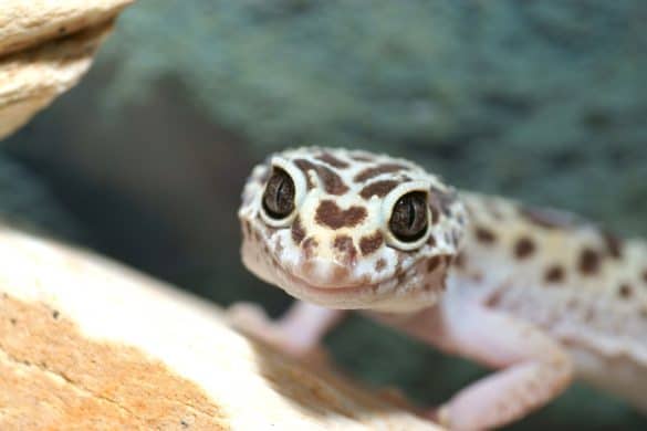 Do Leopard Geckos Make Noise? - Pets Gal