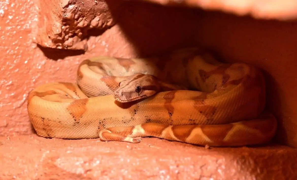 Can Snakes Eat Bread? - Pets Gal