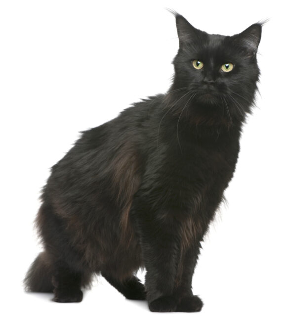 Black Maine Coon Cats - Everything You Need To Know - Pets Gal