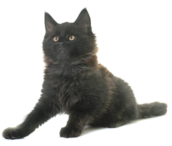 Black Maine Coon Cats - Everything You Need To Know - Pets Gal