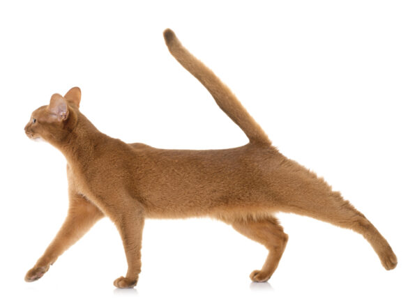 9 Cat Breeds With Very Long Legs - With Pictures! - Pets Gal
