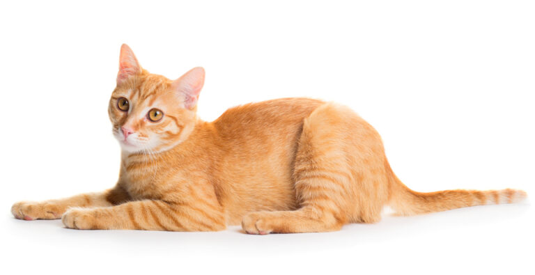 9 Cat Breeds With Very Long Legs - With Pictures! - Pets Gal