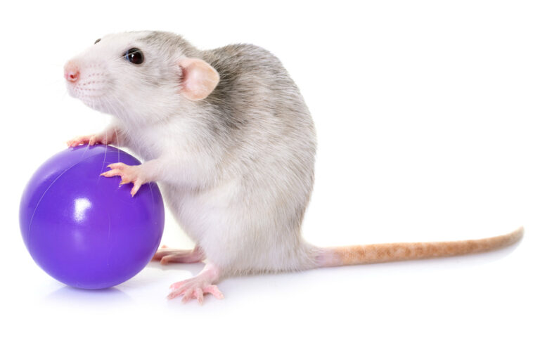 Husky Rats - Pictures And Everything You Need To Know - Pets Gal