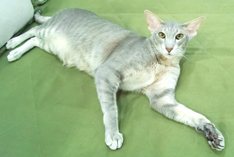 9 Cat Breeds With Very Long Legs - With Pictures! - Pets Gal