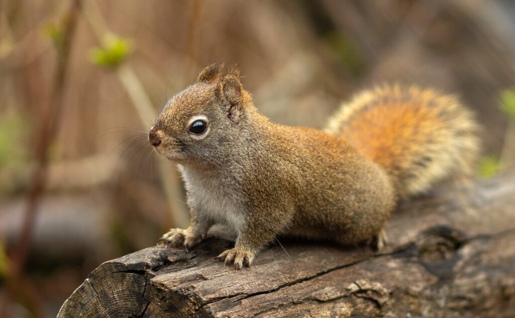 Do Squirrels Lay Eggs? - Pets Gal