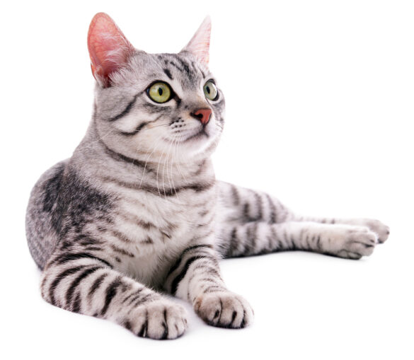 9 Cat Breeds With Very Long Legs - With Pictures! - Pets Gal