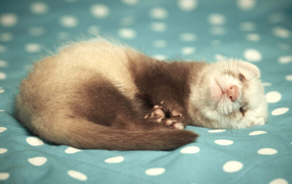 Ferrets Sleeping - The Only Guide You Need - Pets Gal