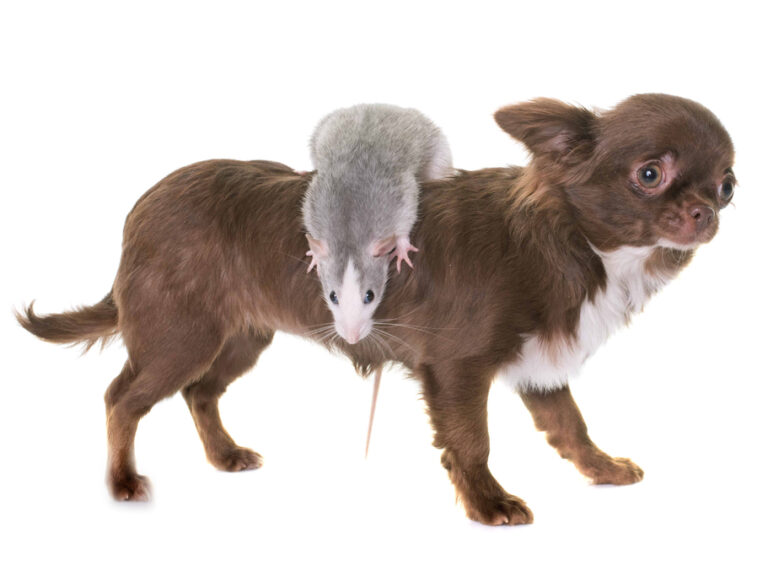 Husky Rats - Pictures And Everything You Need To Know - Pets Gal