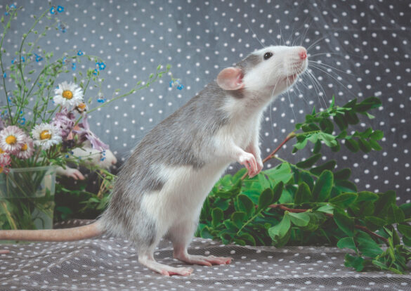 Husky Rats - Pictures And Everything You Need To Know - Pets Gal