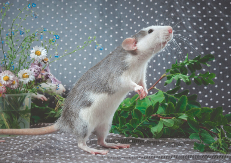 Husky Rats - Pictures And Everything You Need To Know - Pets Gal