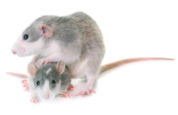 Husky Rats - Pictures And Everything You Need To Know - Pets Gal