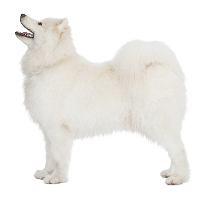 Miniature Samoyeds - Ultimate Guide - Pets Gal