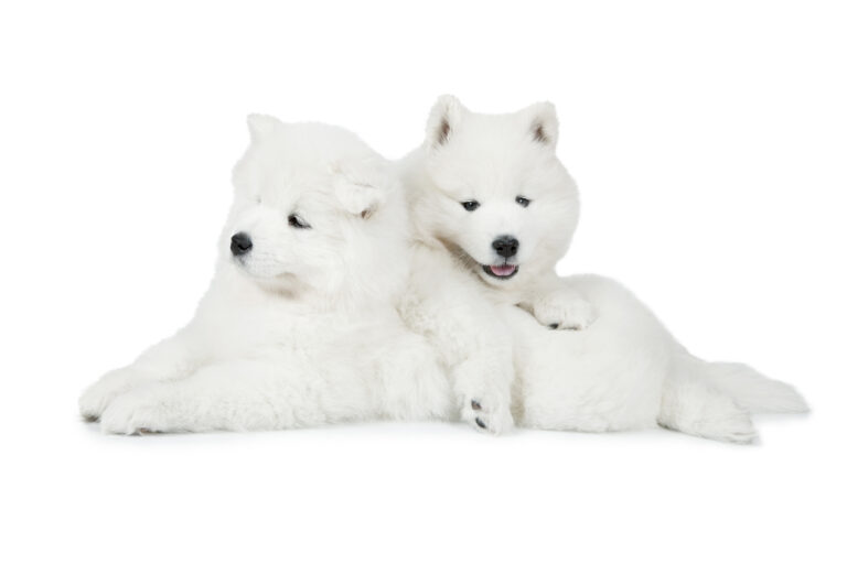 Miniature Samoyeds - Ultimate Guide - Pets Gal