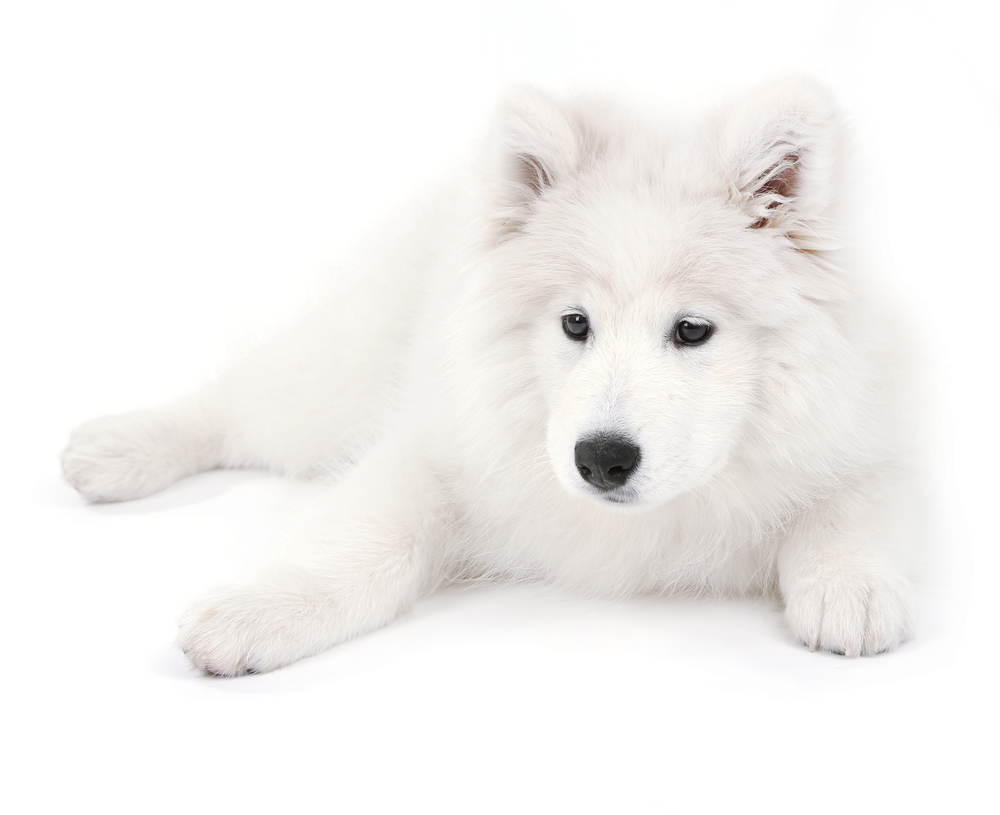 Miniature Samoyeds - Ultimate Guide - Pets Gal