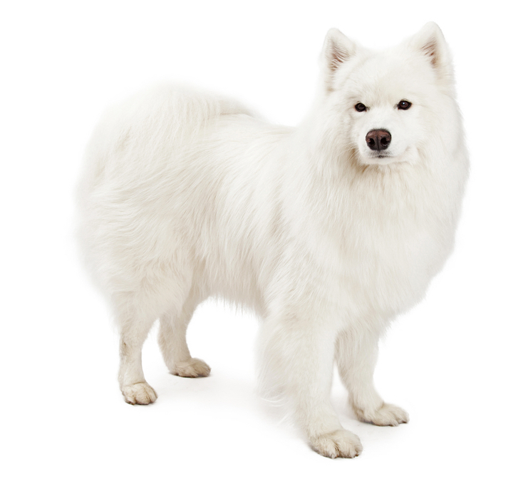 Miniature Samoyeds - Ultimate Guide - Pets Gal