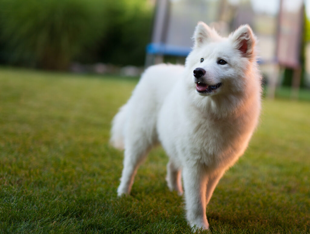 Miniature Samoyeds - Ultimate Guide - Pets Gal