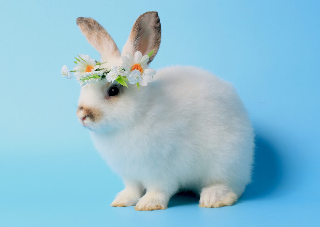 6 Best Rabbit Diapers - Pets Gal