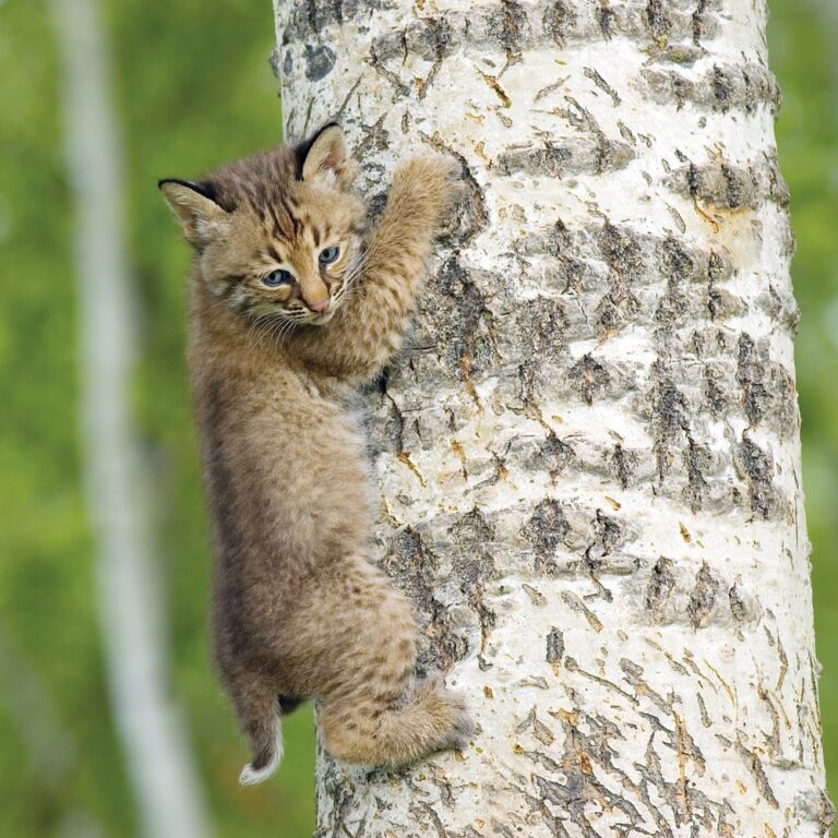 Bobcat Vs House Cat - Pets Gal