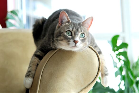 9 Cat Breeds With Very Long Legs - With Pictures! - Pets Gal