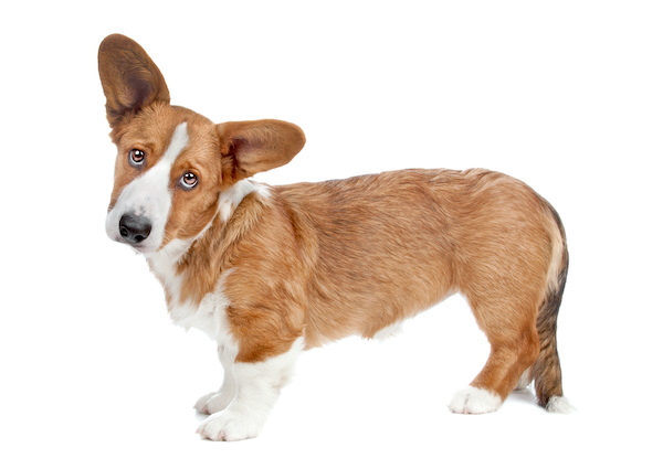 Dorgi Vs Corgi - Pets Gal