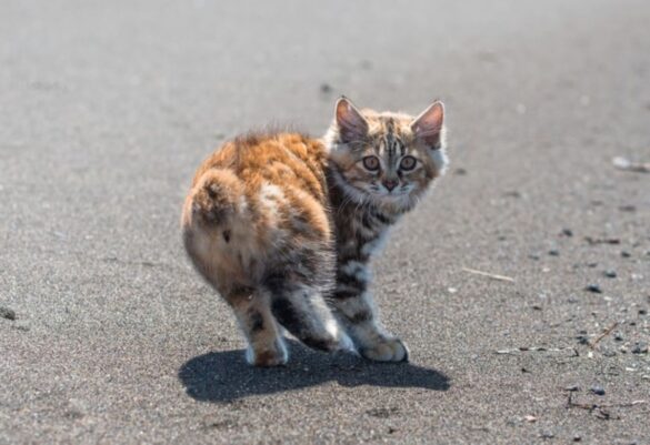 What Is A Cow-Hocked Cat? - Pets Gal