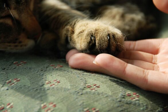 9 Cat Breeds With Very Long Legs - With Pictures! - Pets Gal