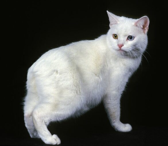 What Is A Cow-Hocked Cat? - Pets Gal