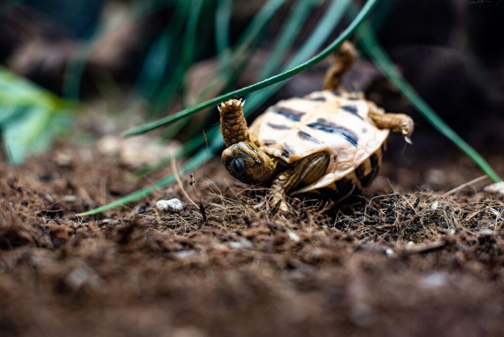 Can Turtles Flip Themselves Over? - Pets Gal