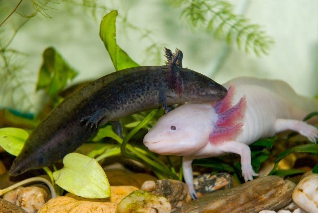 Why Is My Axolotl Floating? - Pets Gal